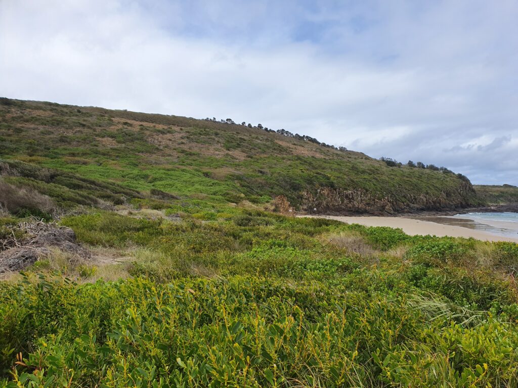 Illawarra District Weeds Authority Bitou Bush Aerial Spraying Program ...